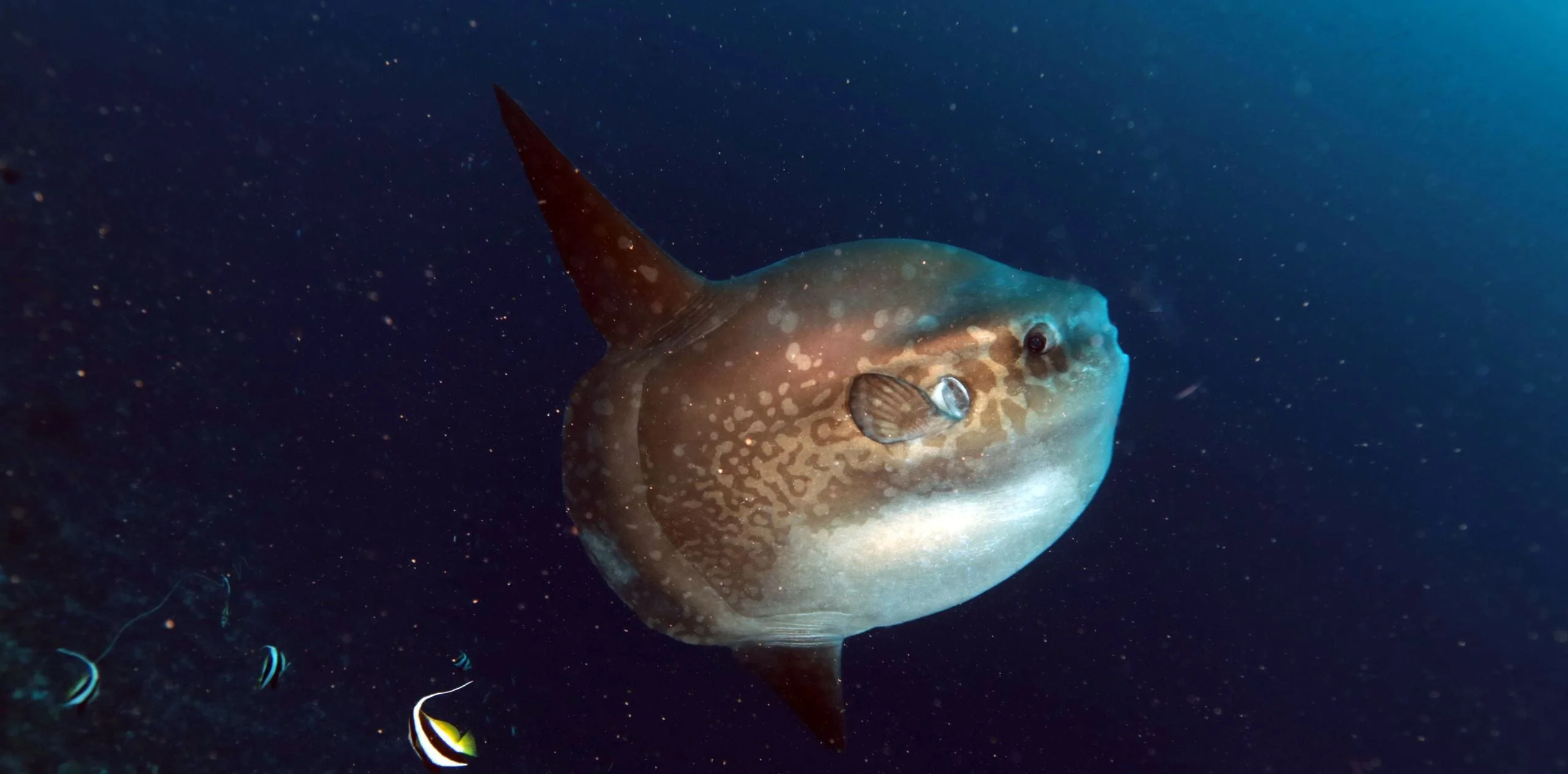 Mola Mola Nusa Lembongan Tauchplätze | Tauchen Mola Mola auf Bali
