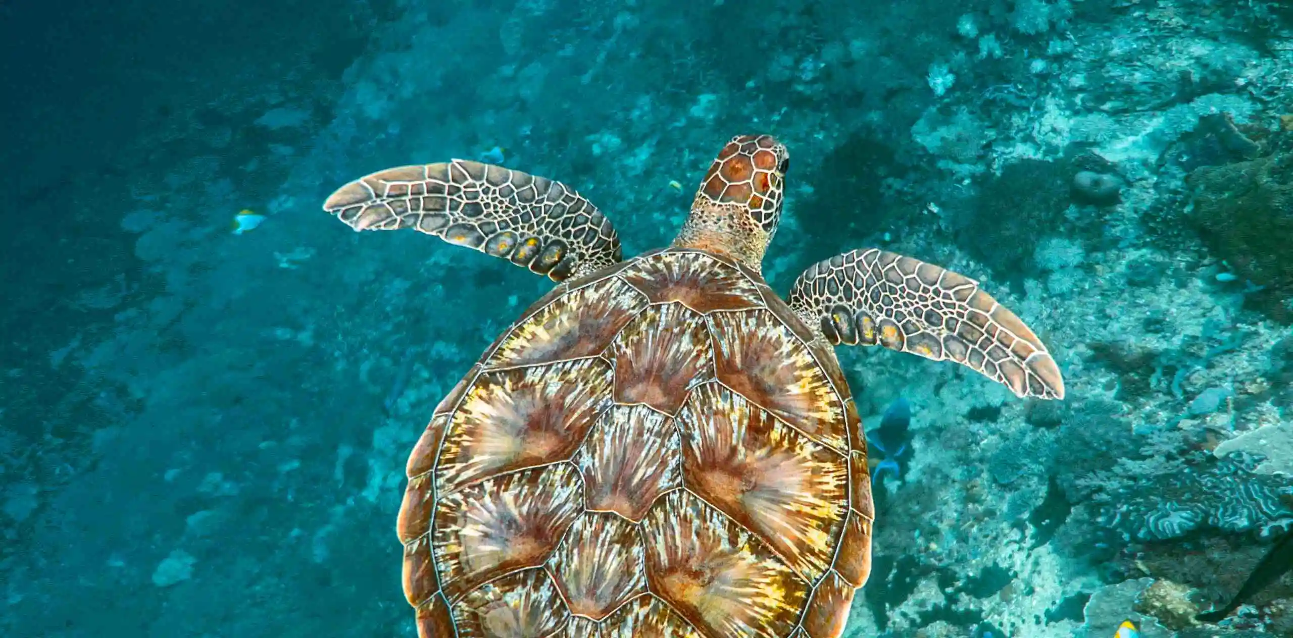 Manta Rays Indonesia | Legend Diving Lembongan